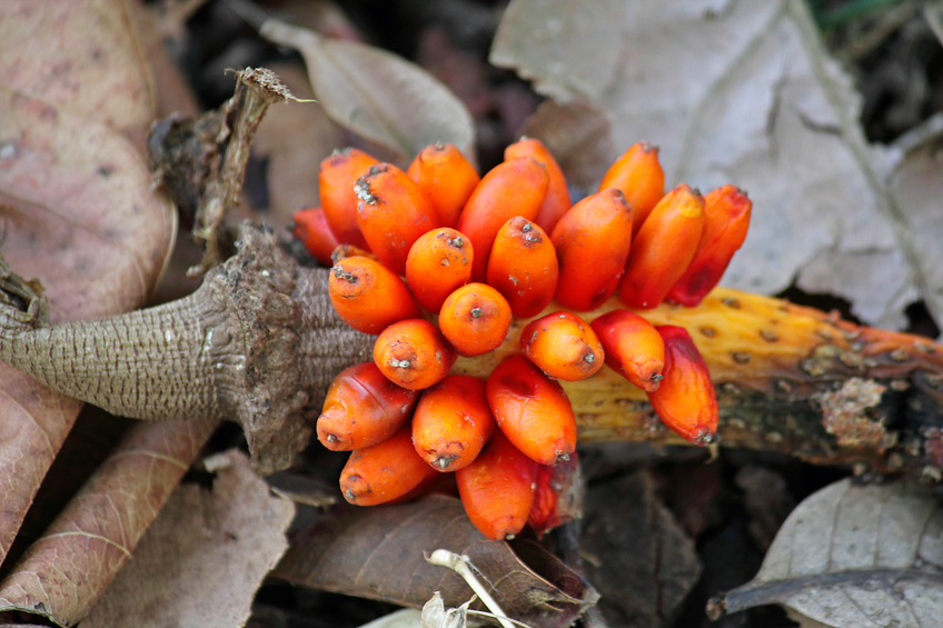 Le Konjac pour maigrir : ce qu’il faut savoir - Les Plantes Bien Etre
